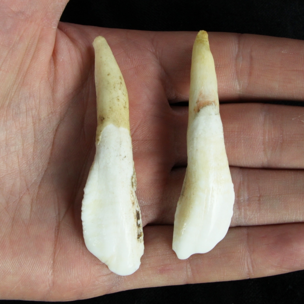 Denti di Cammello