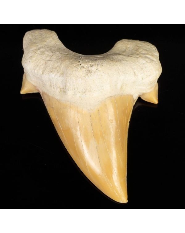 Otodus Fossil Shark Teeth