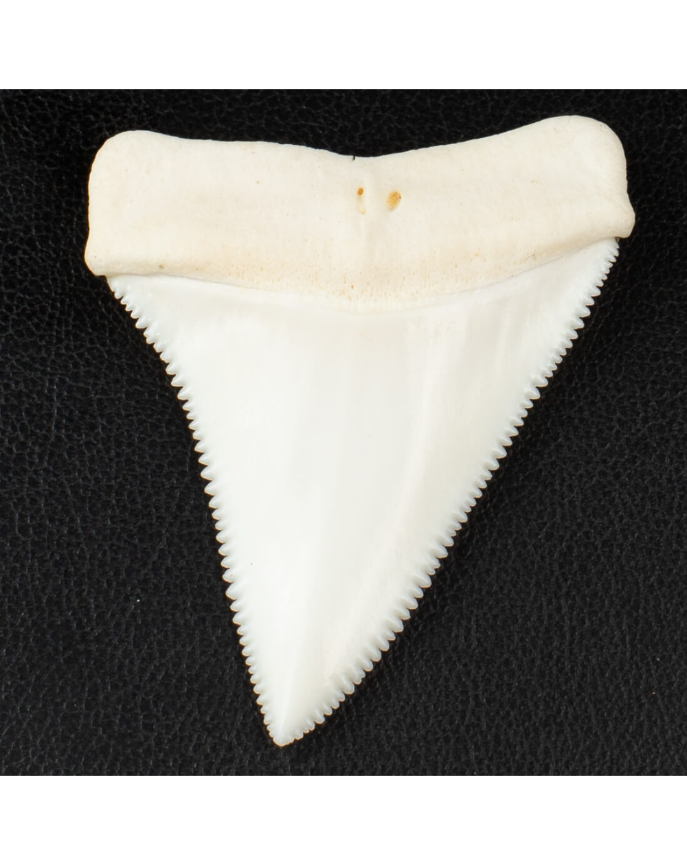 Carcharodon Carcharias: The Eternal Fascination of the Great White ...