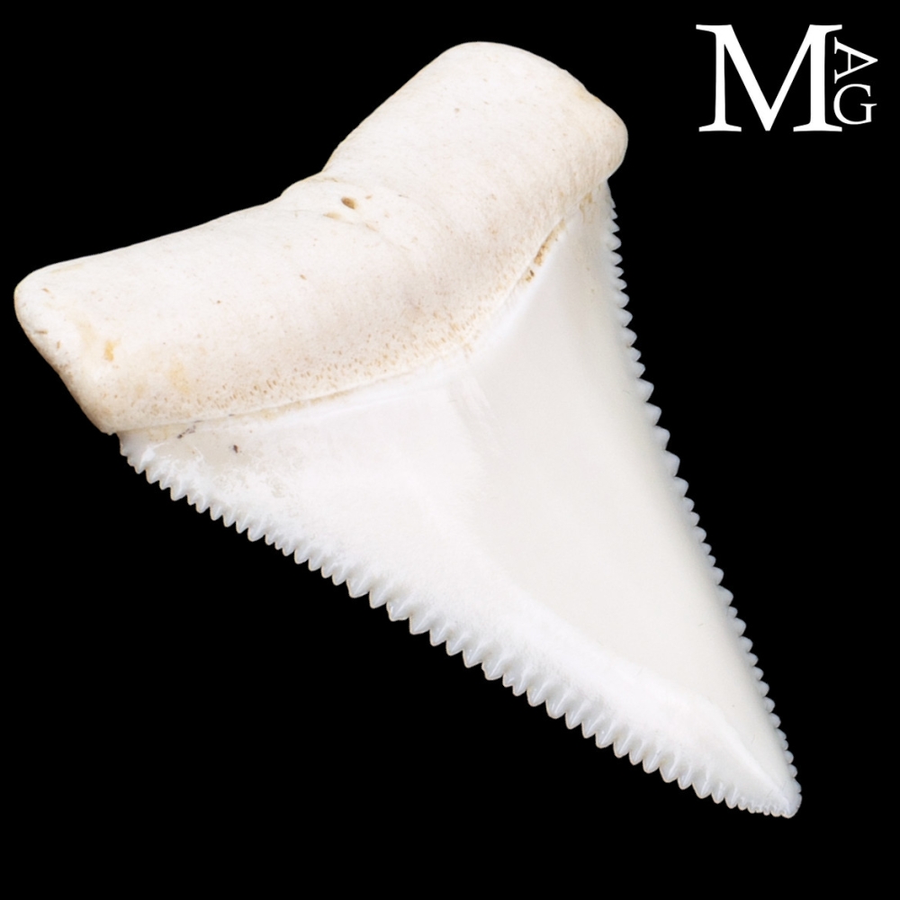 White Shark Tooth – Upper Left Lateral