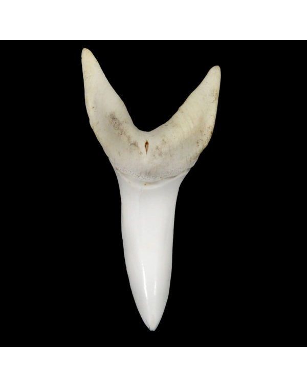 Dents de requin mako