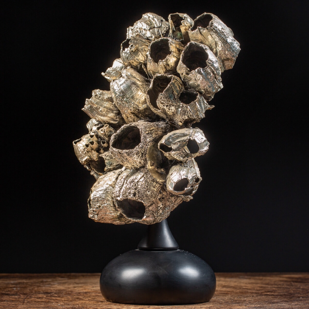 Balani - Oceano Pacifico