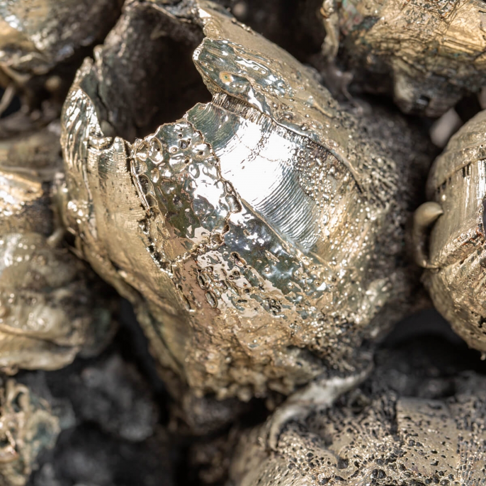 Balani - Oceano Pacifico