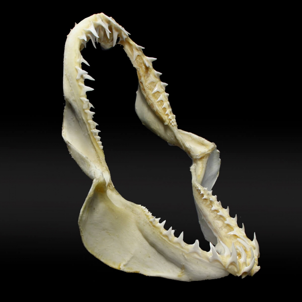 Bocca di Squalo Mako