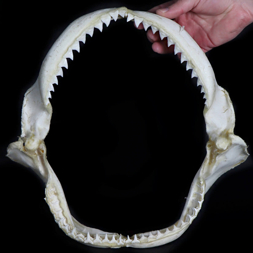 Bocca Squalo Bruno - Madagascar