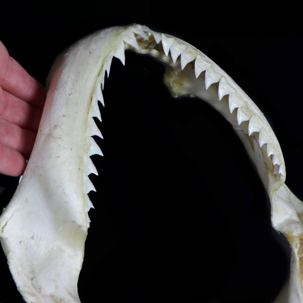 Bocca Squalo Bruno - Madagascar