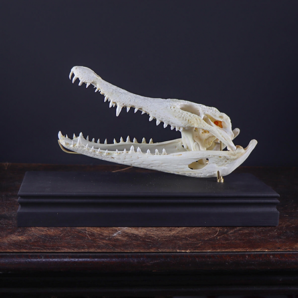 Teschio di Coccodrillo