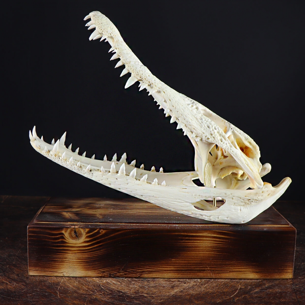 Teschio di Coccodrillo