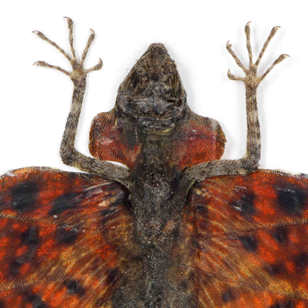 Draco Volans in Cornice - Malesia