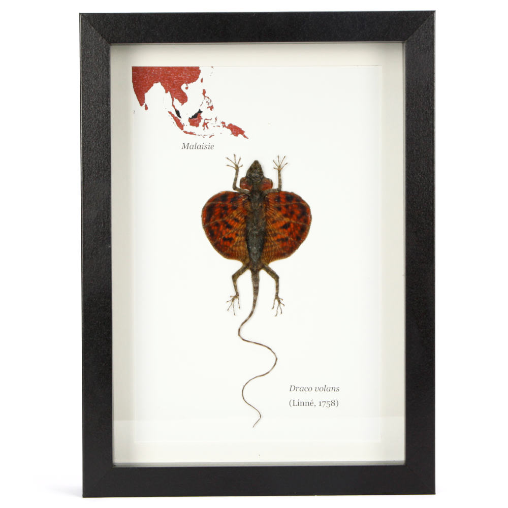 Draco Volans im Rahmen – Malaysia