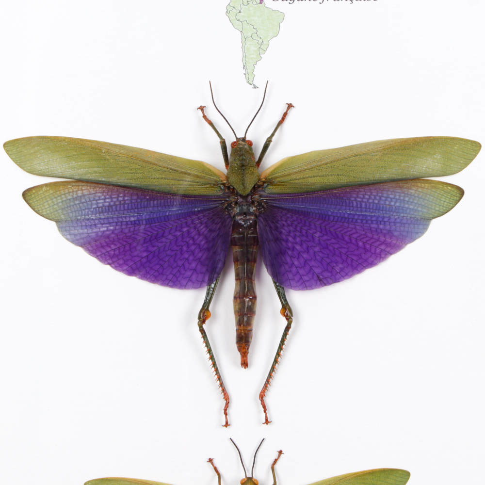 Cavallette, Titanacris albipes - Guyana Francese