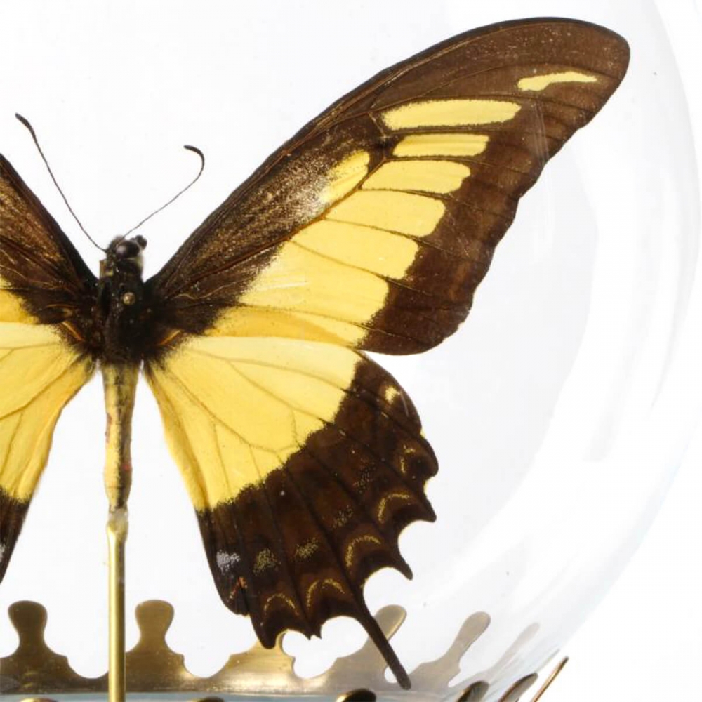 Magnifique papillon en peluche Papilio Androgeus