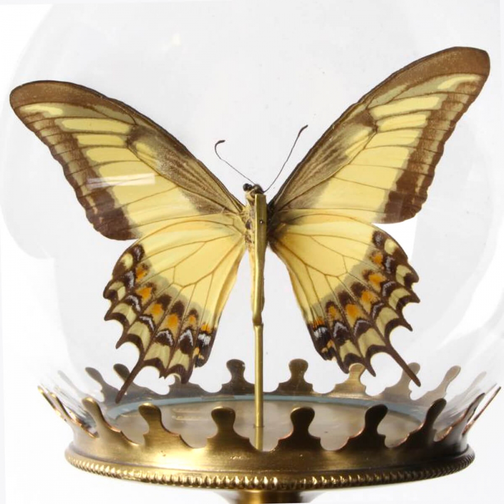 Magnifique papillon en peluche Papilio Androgeus