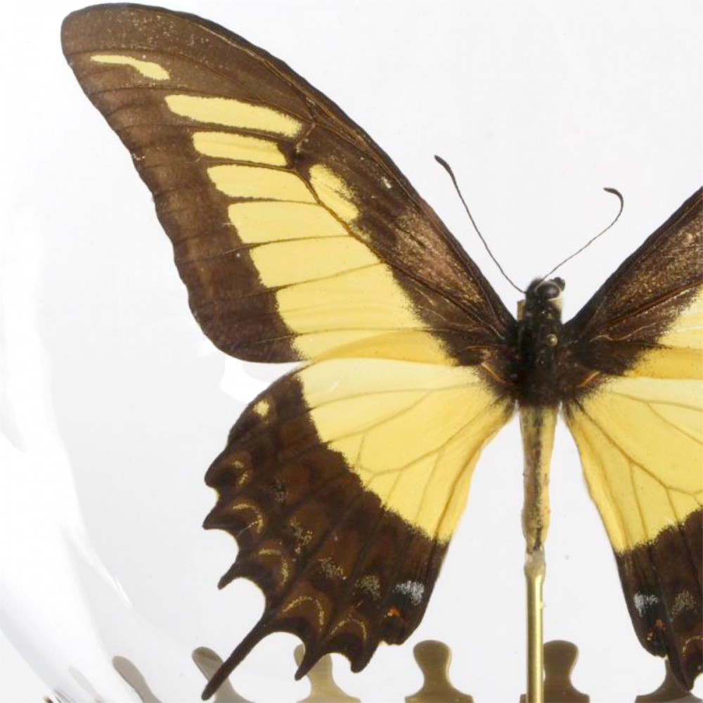 Magnifique papillon en peluche Papilio Androgeus