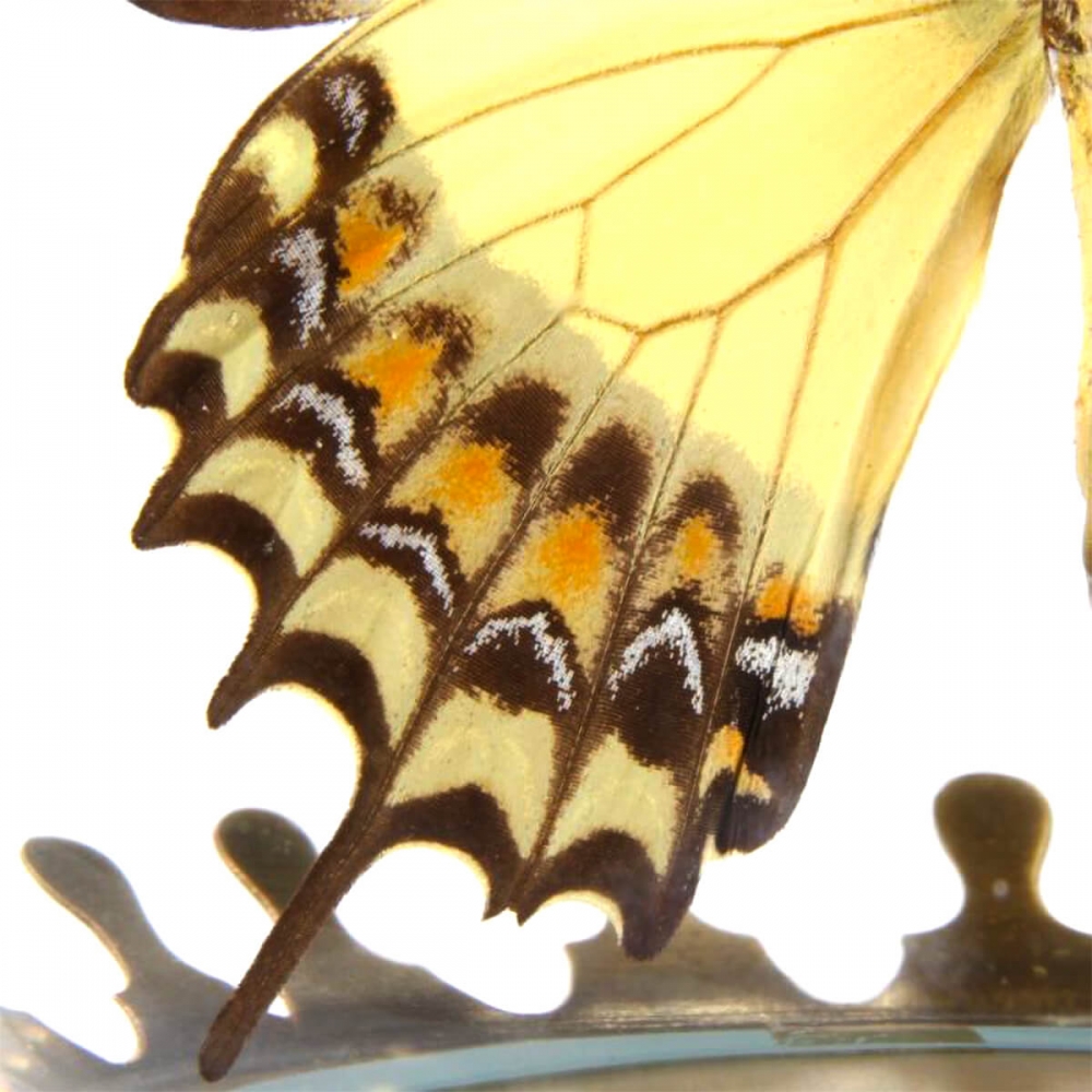 Magnifique papillon en peluche Papilio Androgeus