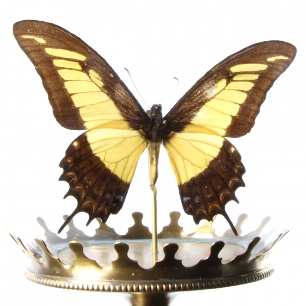 Magnifique papillon en peluche Papilio Androgeus