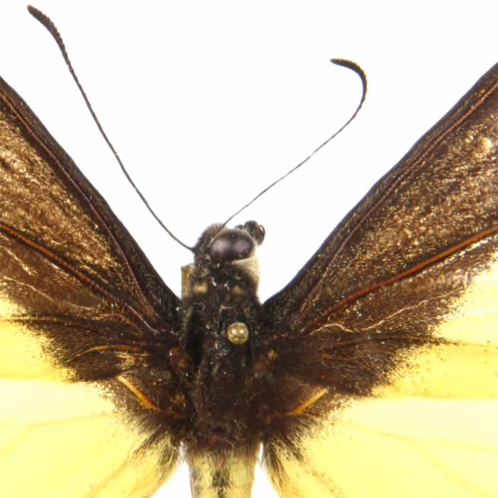 Magnifique papillon en peluche Papilio Androgeus