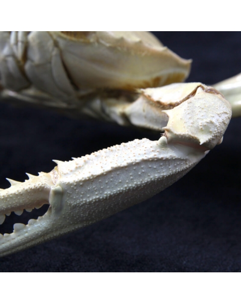 Portunus pelagicus - Oceano Pacifico