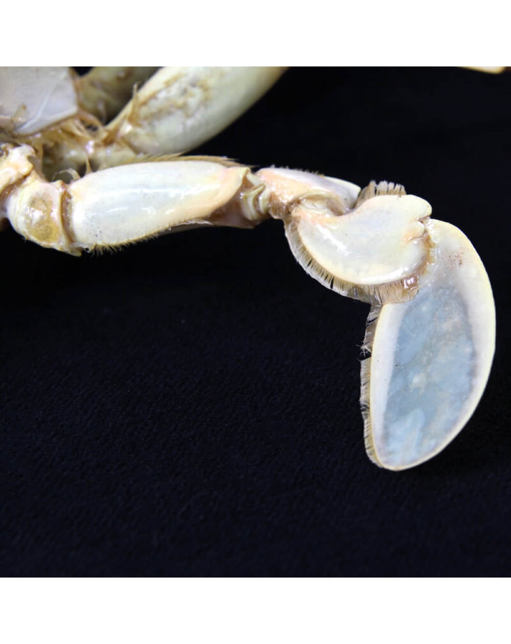 Portunus pelagicus - Oceano Pacifico