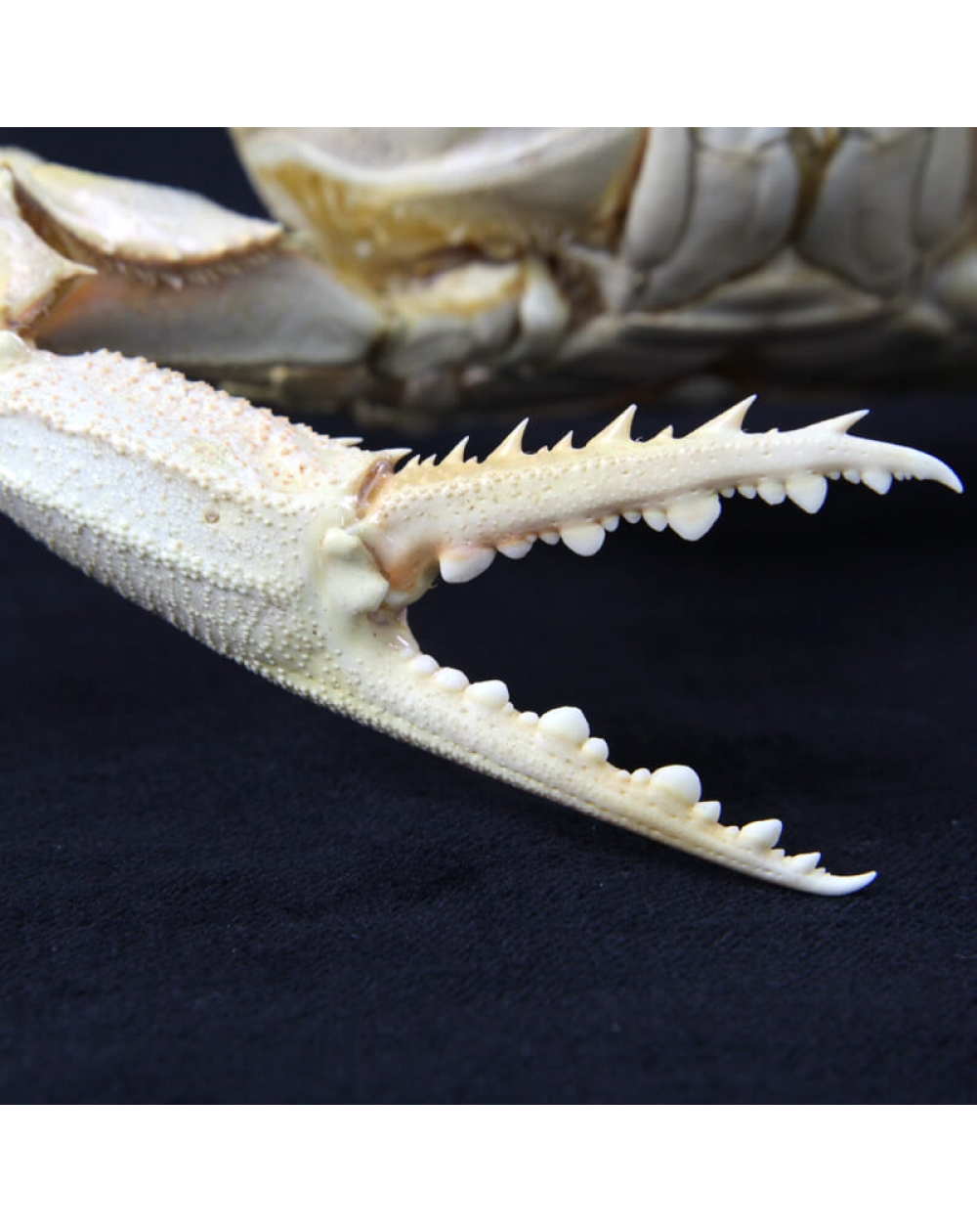 Portunus pelagicus - Oceano Pacifico