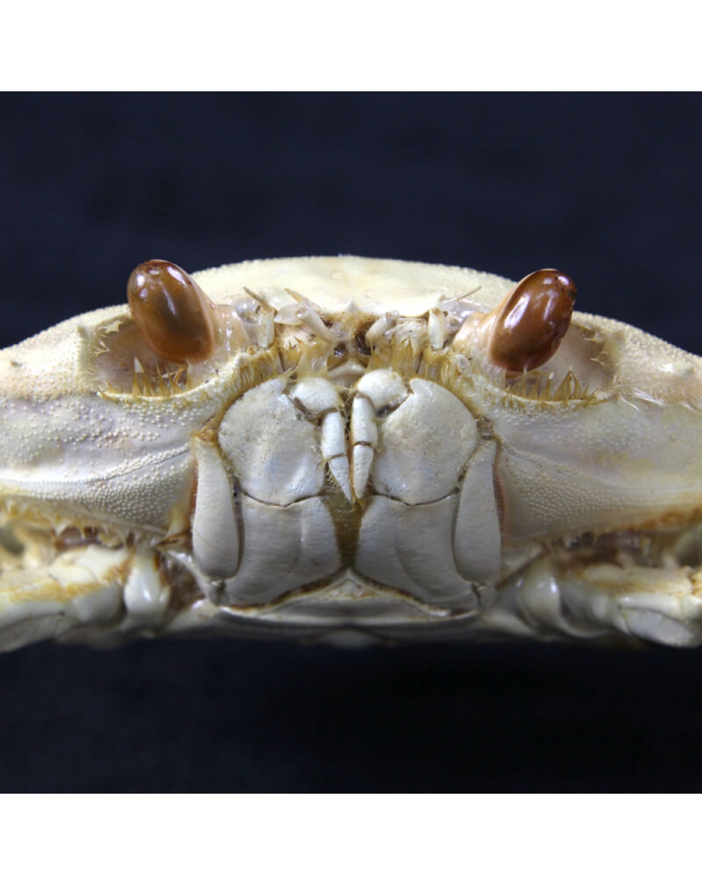 Portunus pelagicus - Oceano Pacifico