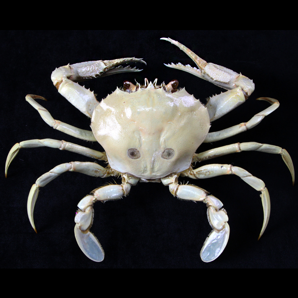 Portunus pelagicus - Oceano Pacifico