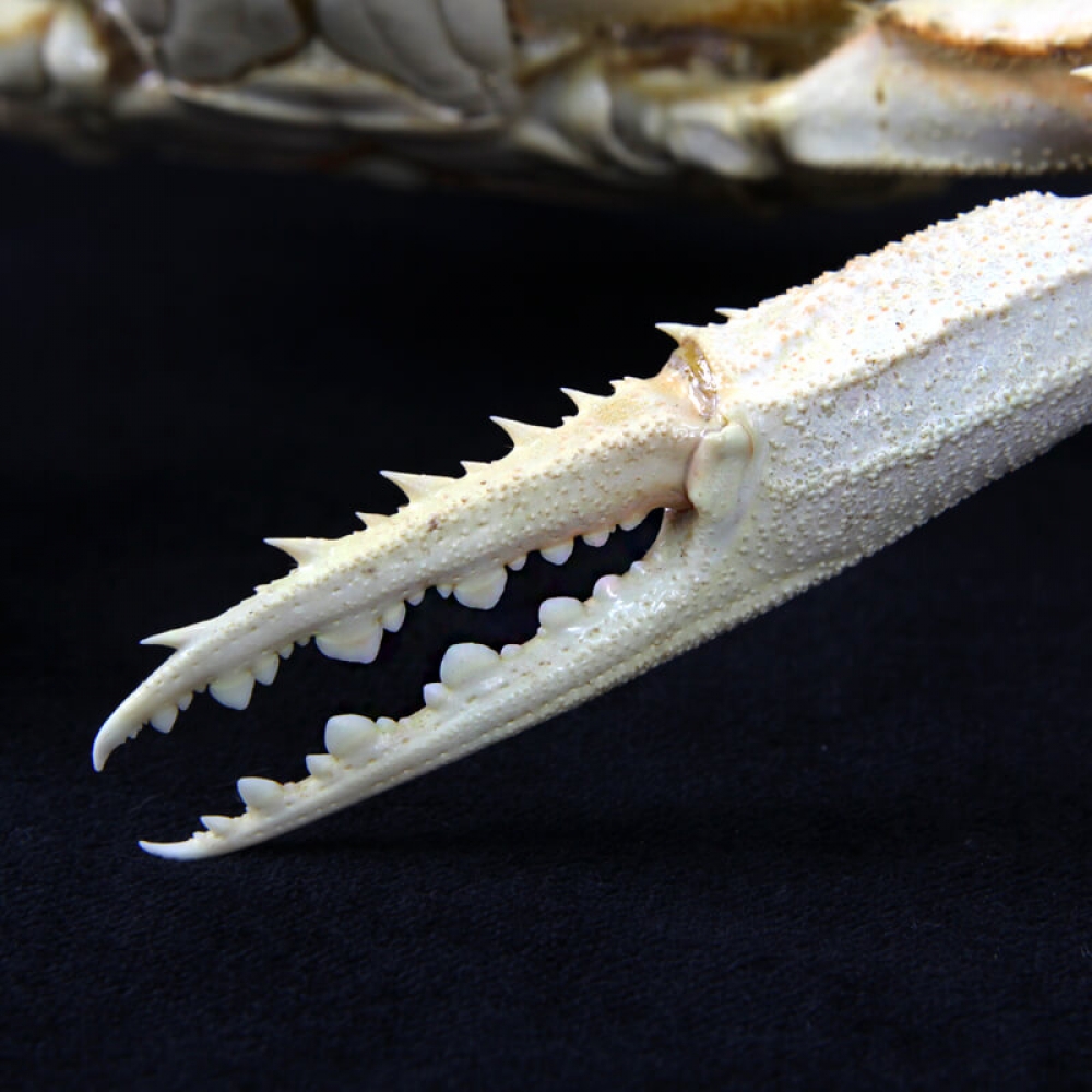Portunus pelagicus - Océan Pacifique