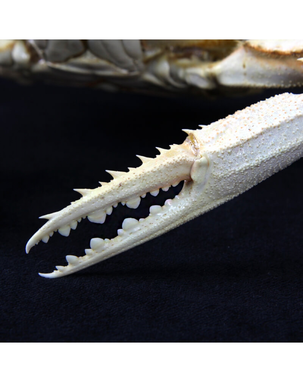 Portunus pelagicus - Oceano Pacifico