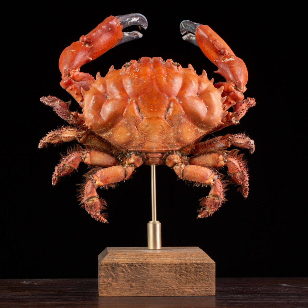 Etisus Splendidus – Wunderkammer Marvel Crab