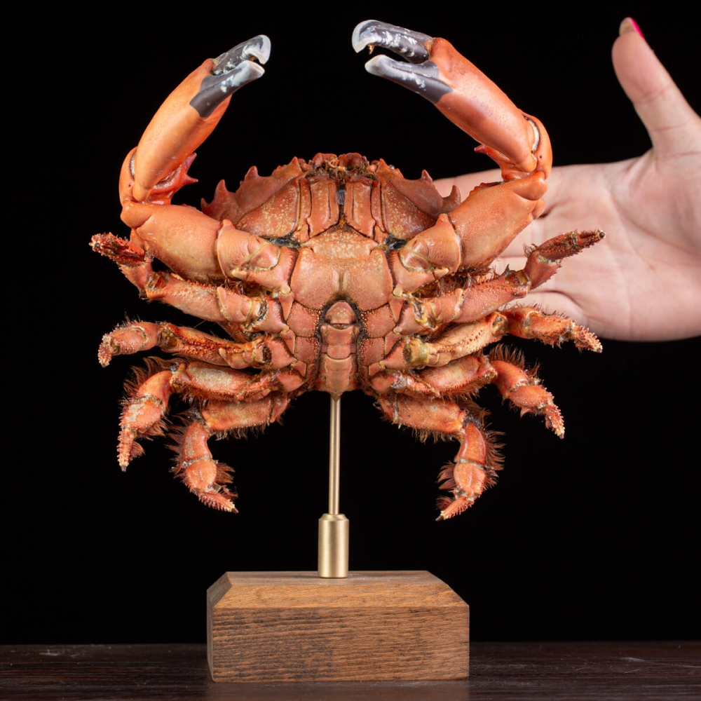 Etisus Splendidus – Wunderkammer Marvel Crab