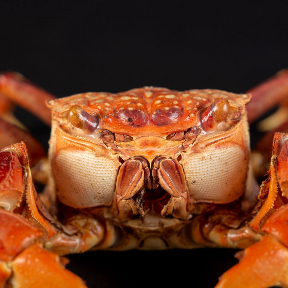 Neosarmatium Asiaticum Crustacé décapode - GRA-27