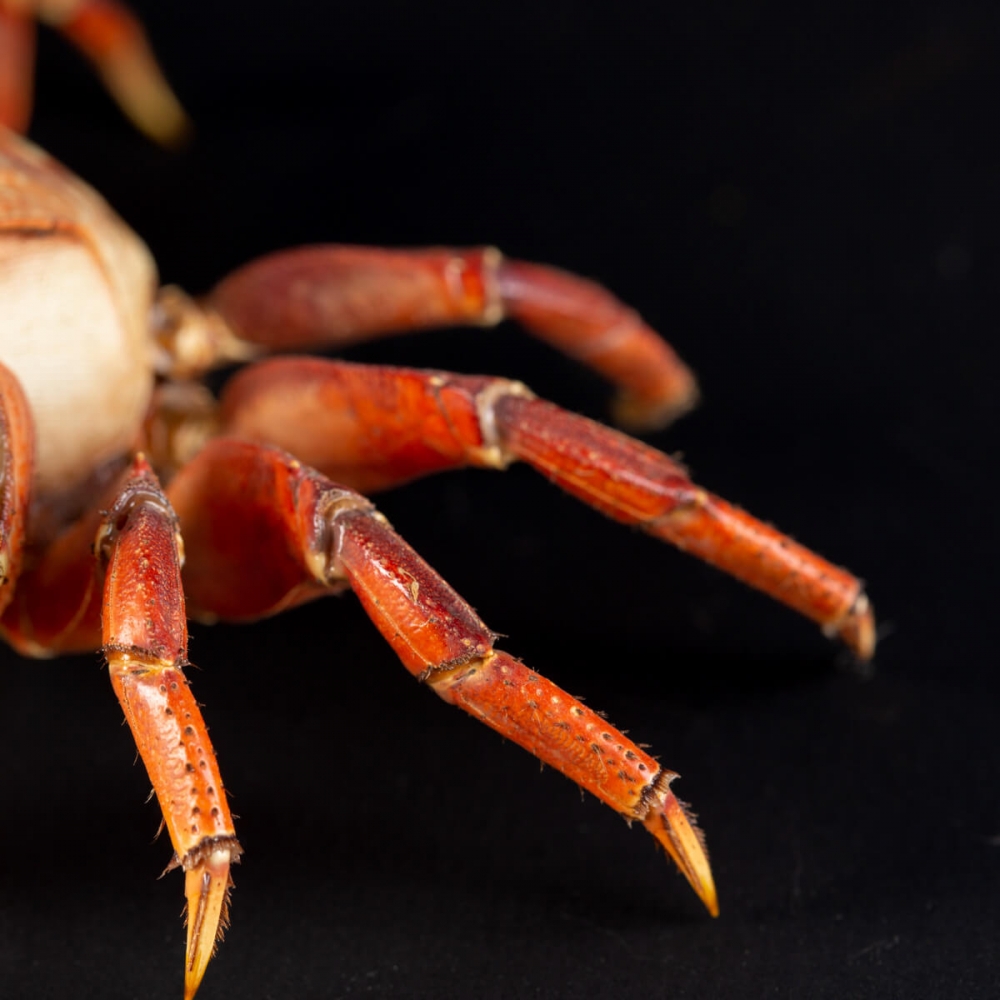 Neosarmatium Asiaticum Crustacé décapode - GRA-27