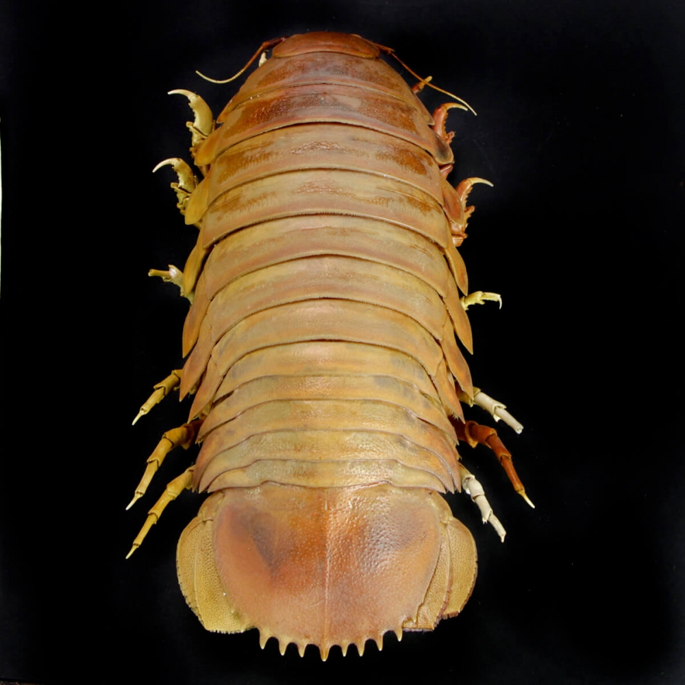 Isopode Bathynomus Giganteus - Oceano Pacifico