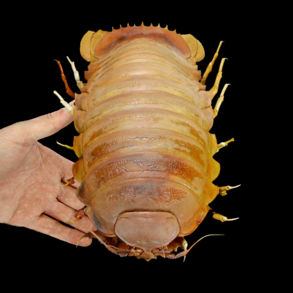 Isopode Bathynomus Giganteus - Oceano Pacifico