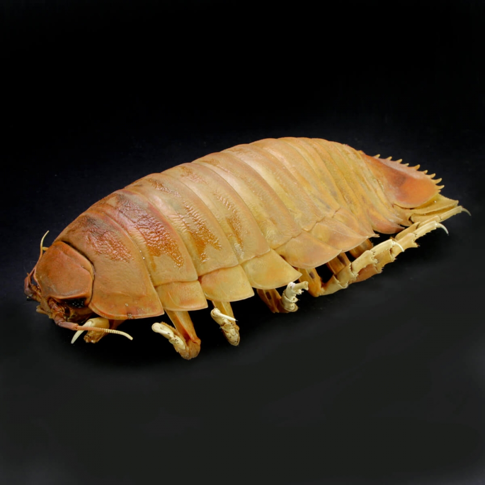 Isopode Bathynomus Giganteus - Oceano Pacifico