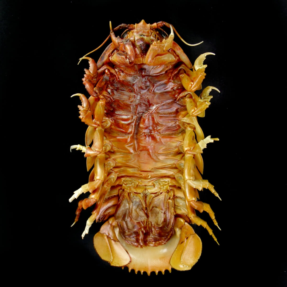 Isopode Bathynomus Giganteus - Oceano Pacifico
