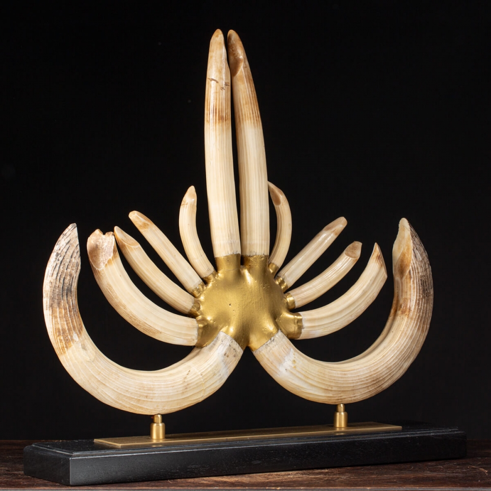 Trofeo Zanne Ippopotamo