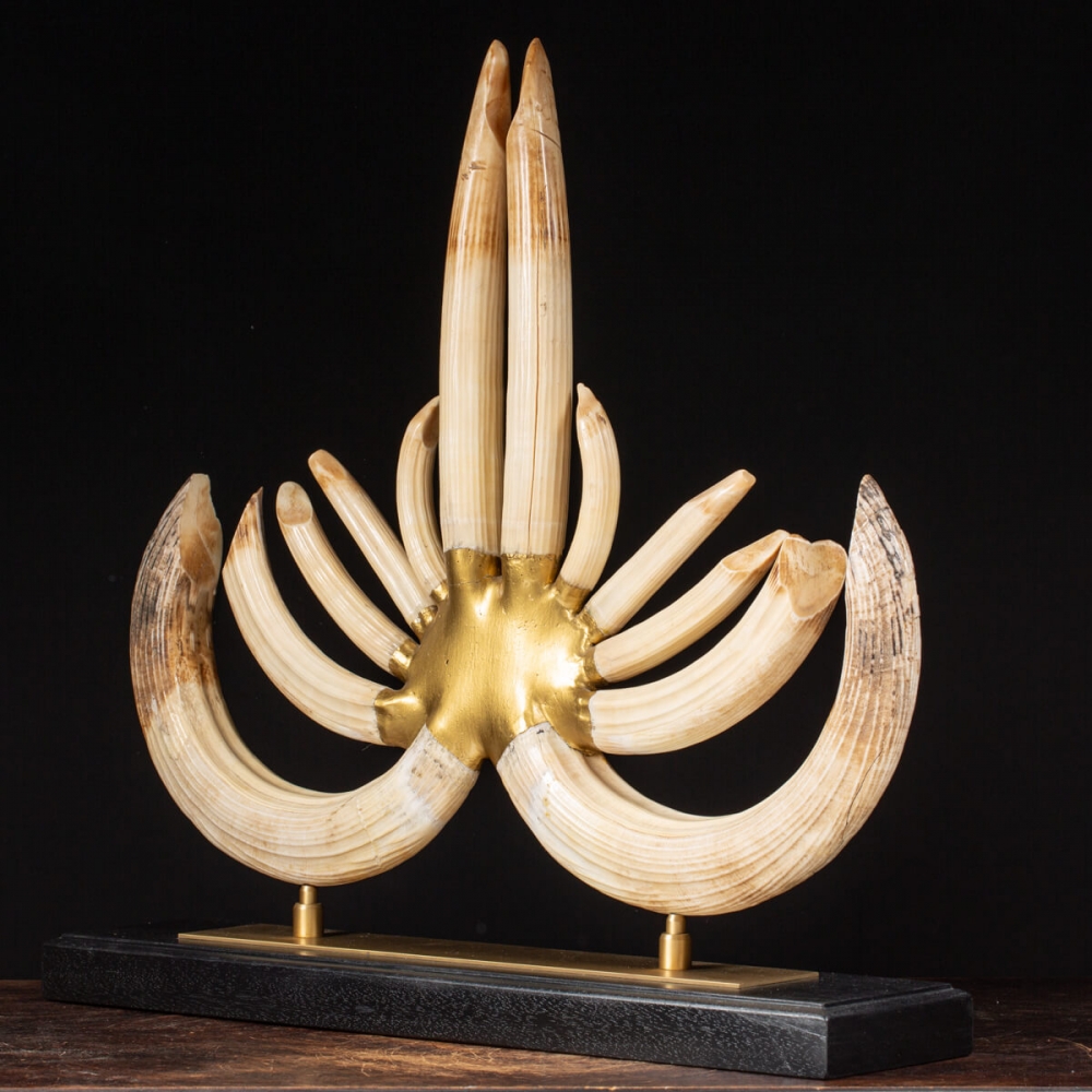 Trofeo Zanne Ippopotamo