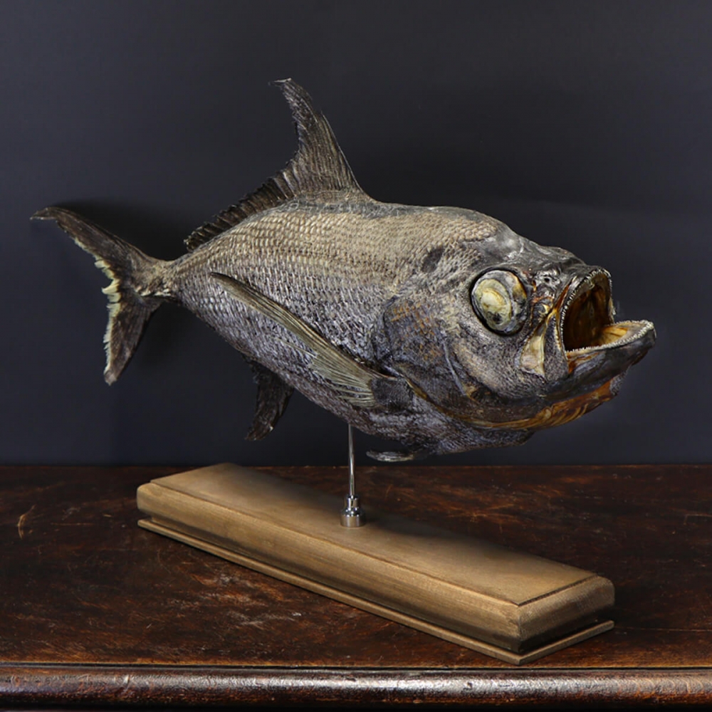 Chestnut Pomfret - Bramidae Sp.