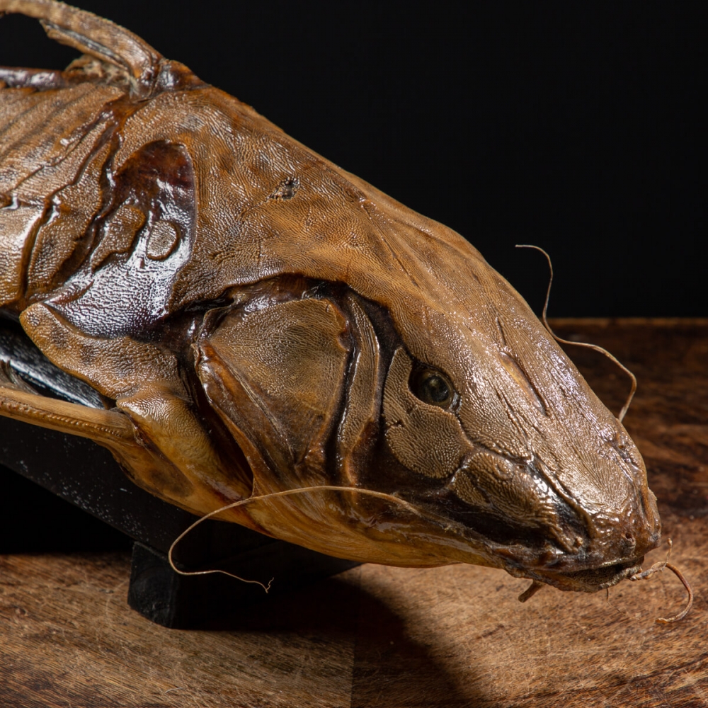 Pesce Gatto Rio delle Amazzoni