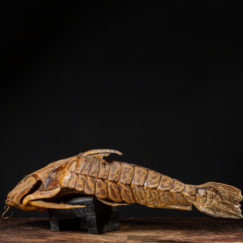 Pesce Gatto Rio delle Amazzoni