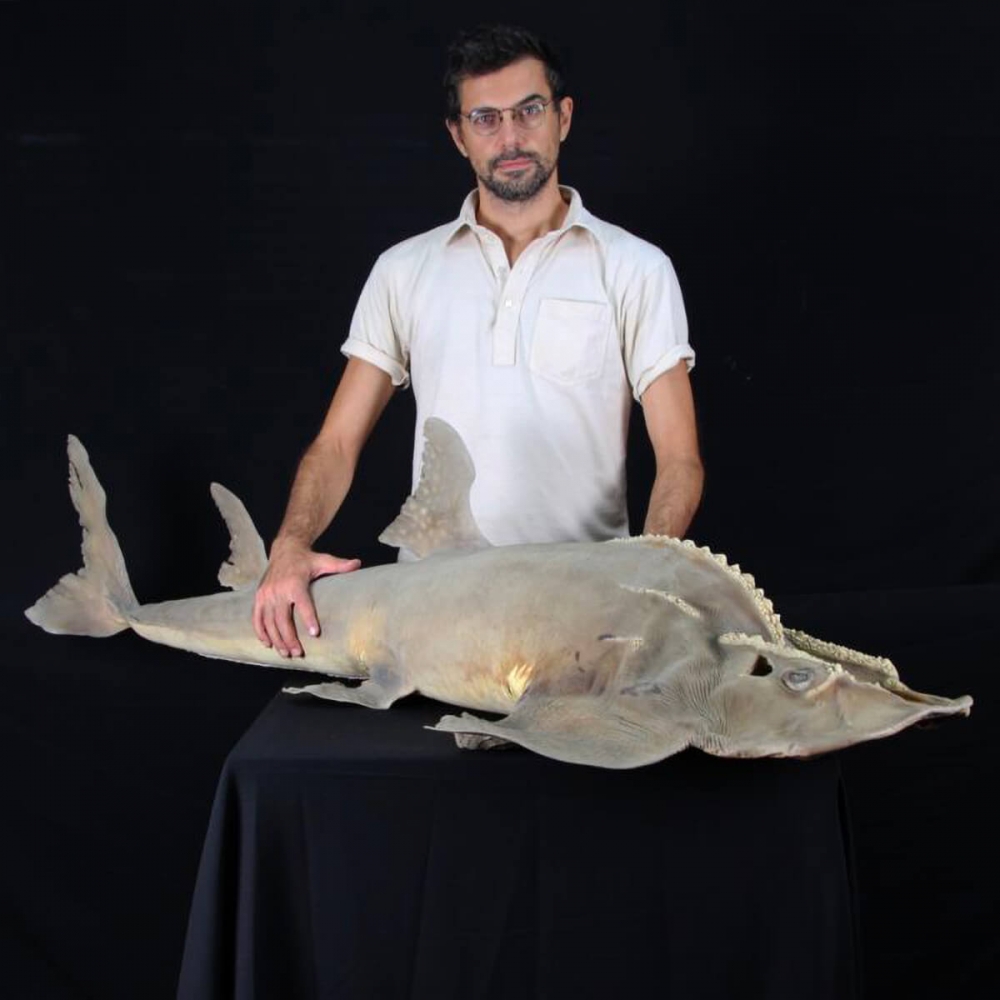Pesce Chitarra Imbalsamato