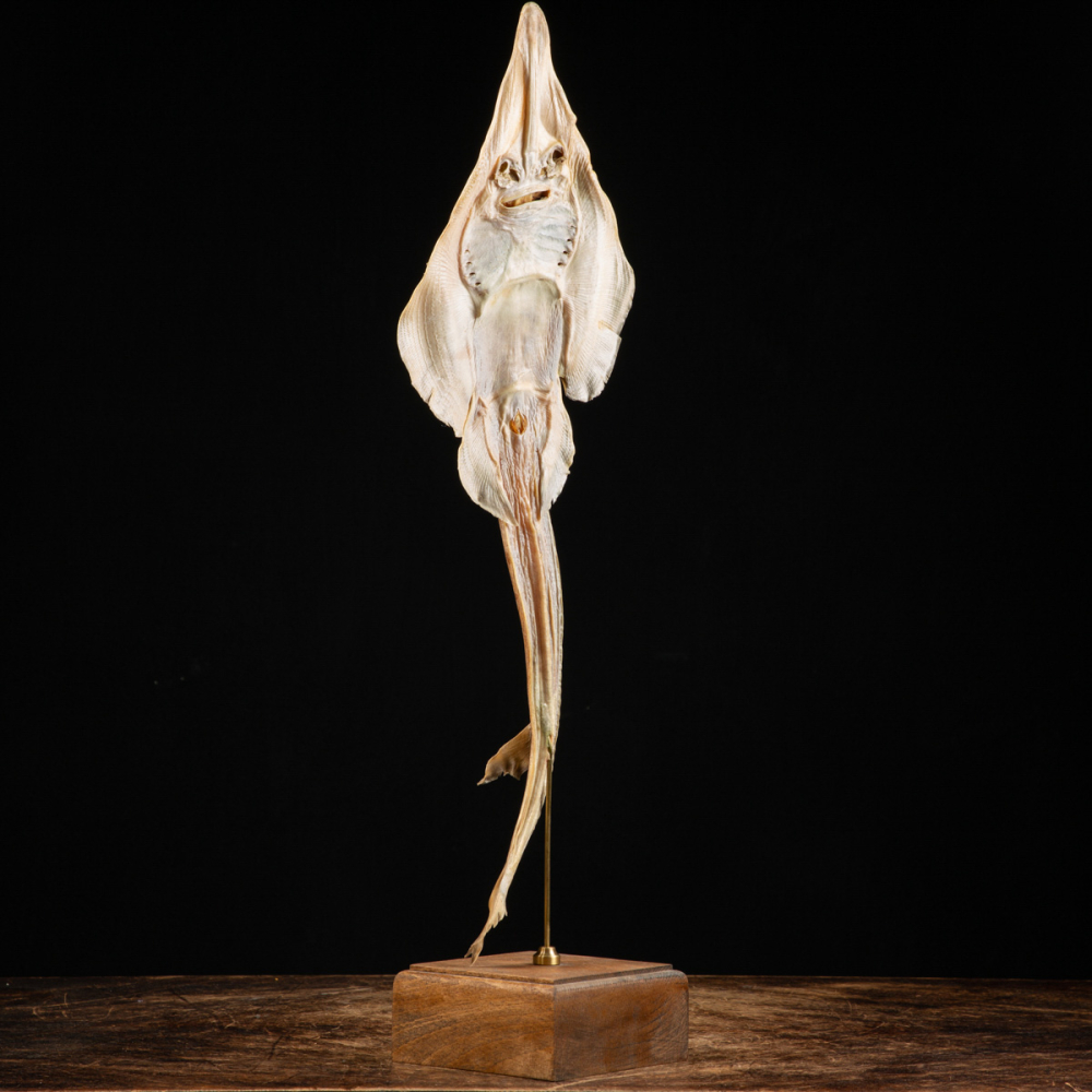 Wunderkammer Alien Guitar Fish 'Jenny Haniver'