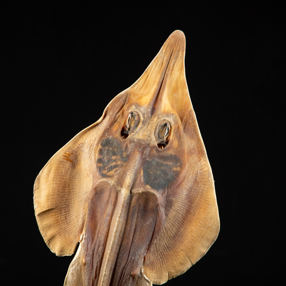 Wunderkammer pesce chitarra alieno "Jenny Haniver"