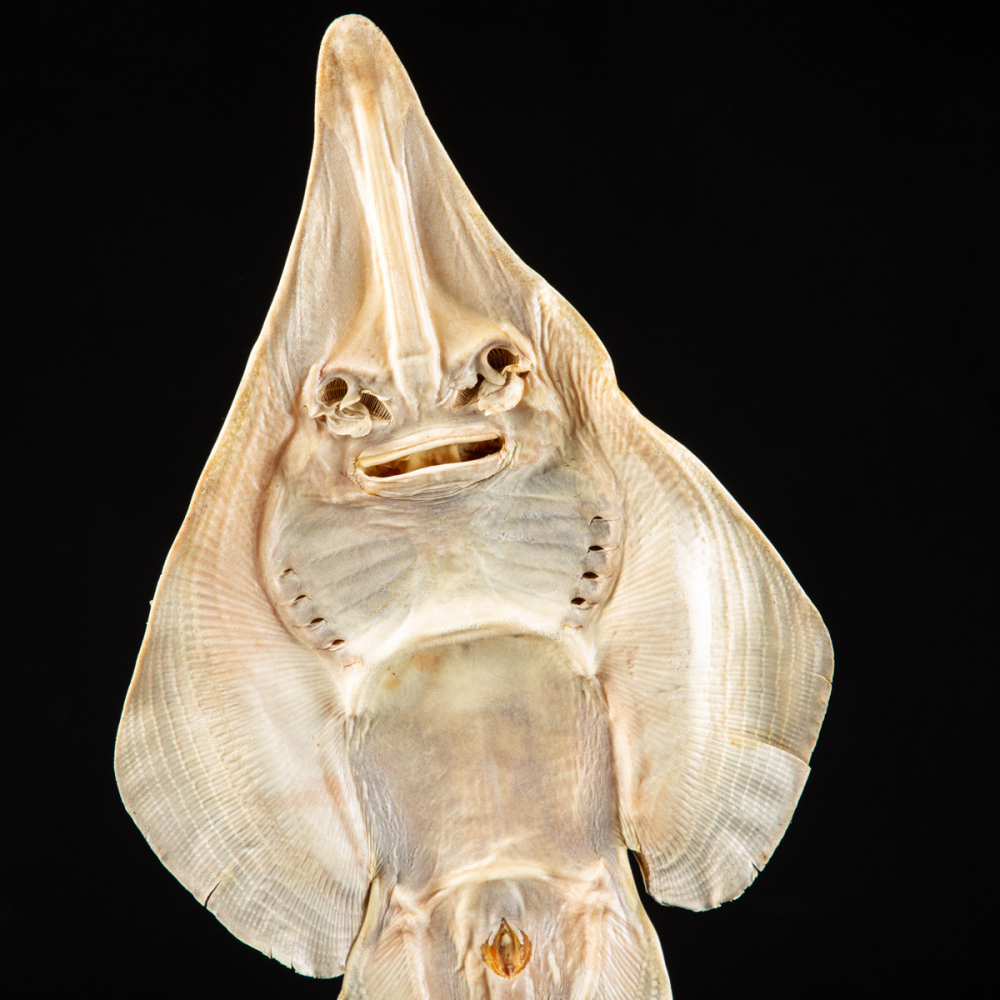 Wunderkammer pesce chitarra alieno "Jenny Haniver"