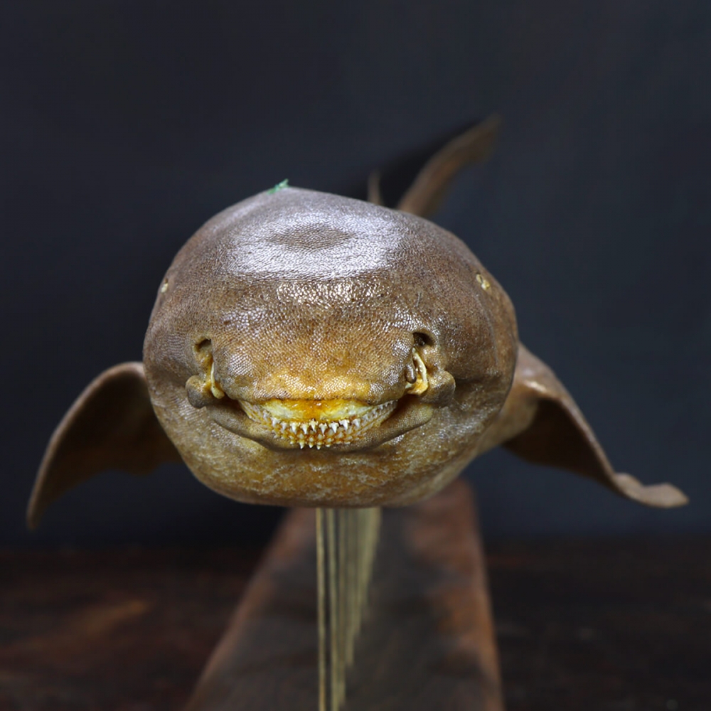 Squalo Zebra su base in legno