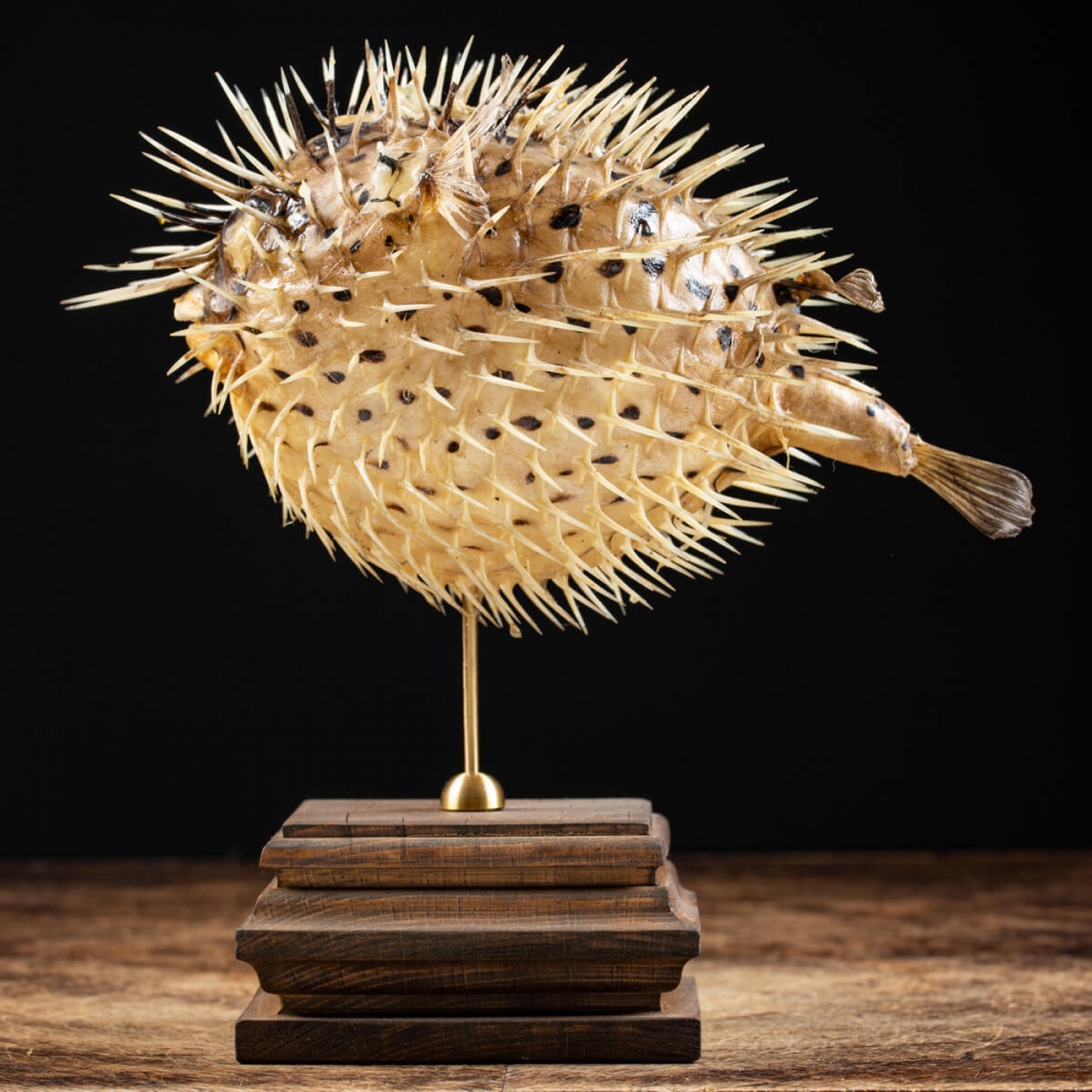 Pesce Palla su piedistallo|Mineral Art Gallery