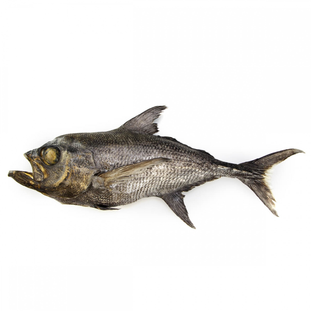 Knifetail Pomfret - Taractes Rubescens