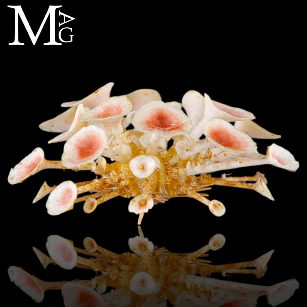 Goniocidaris Clypeata – Deep-sea Sea Urchin