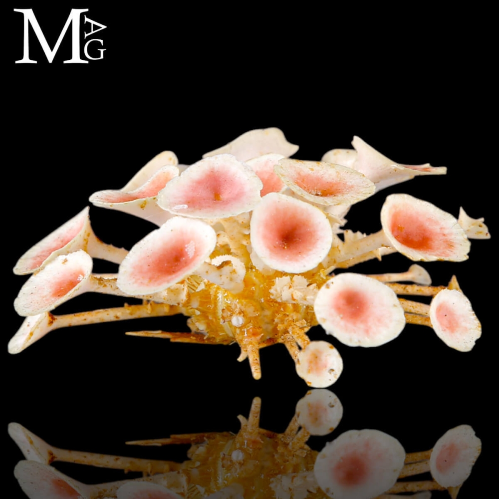 Goniocidaris Clypeata – Deep-sea Sea Urchin